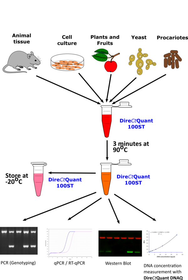 Speed up your research with DCQ – DireCtQuant